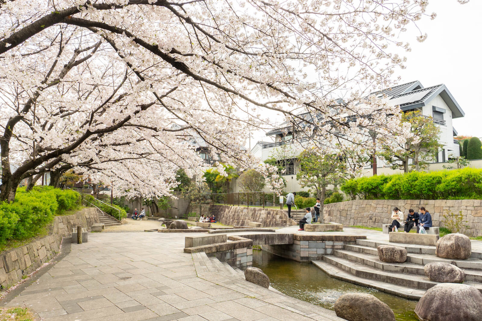 見上げて歩く、桜さんぽ。春の枚方のおすすめお花見名所【枚方まとめ】 大阪府枚方市の観光情報誌『ひらいろ』