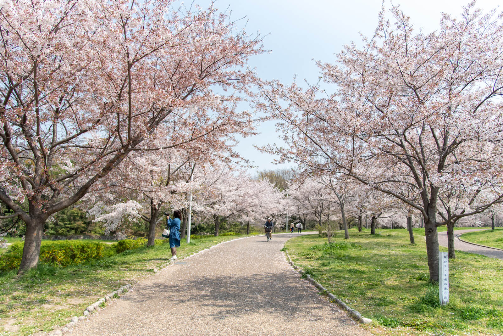 見上げて歩く、桜さんぽ。春の枚方のおすすめお花見名所【枚方まとめ】 大阪府枚方市の観光情報誌『ひらいろ』