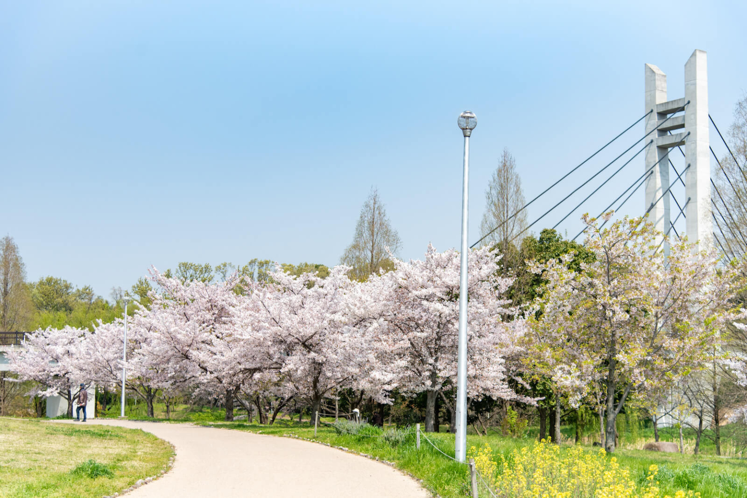 見上げて歩く、桜さんぽ。春の枚方のおすすめお花見名所【枚方まとめ】 大阪府枚方市の観光情報誌『ひらいろ』
