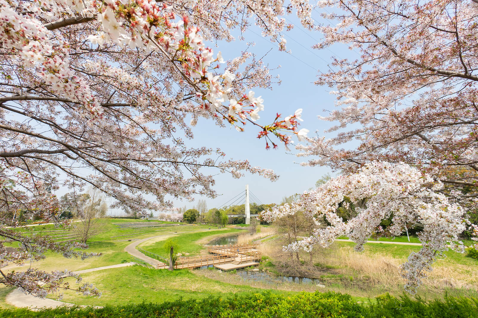 見上げて歩く、桜さんぽ。春の枚方のおすすめお花見名所【枚方まとめ】 大阪府枚方市の観光情報誌『ひらいろ』