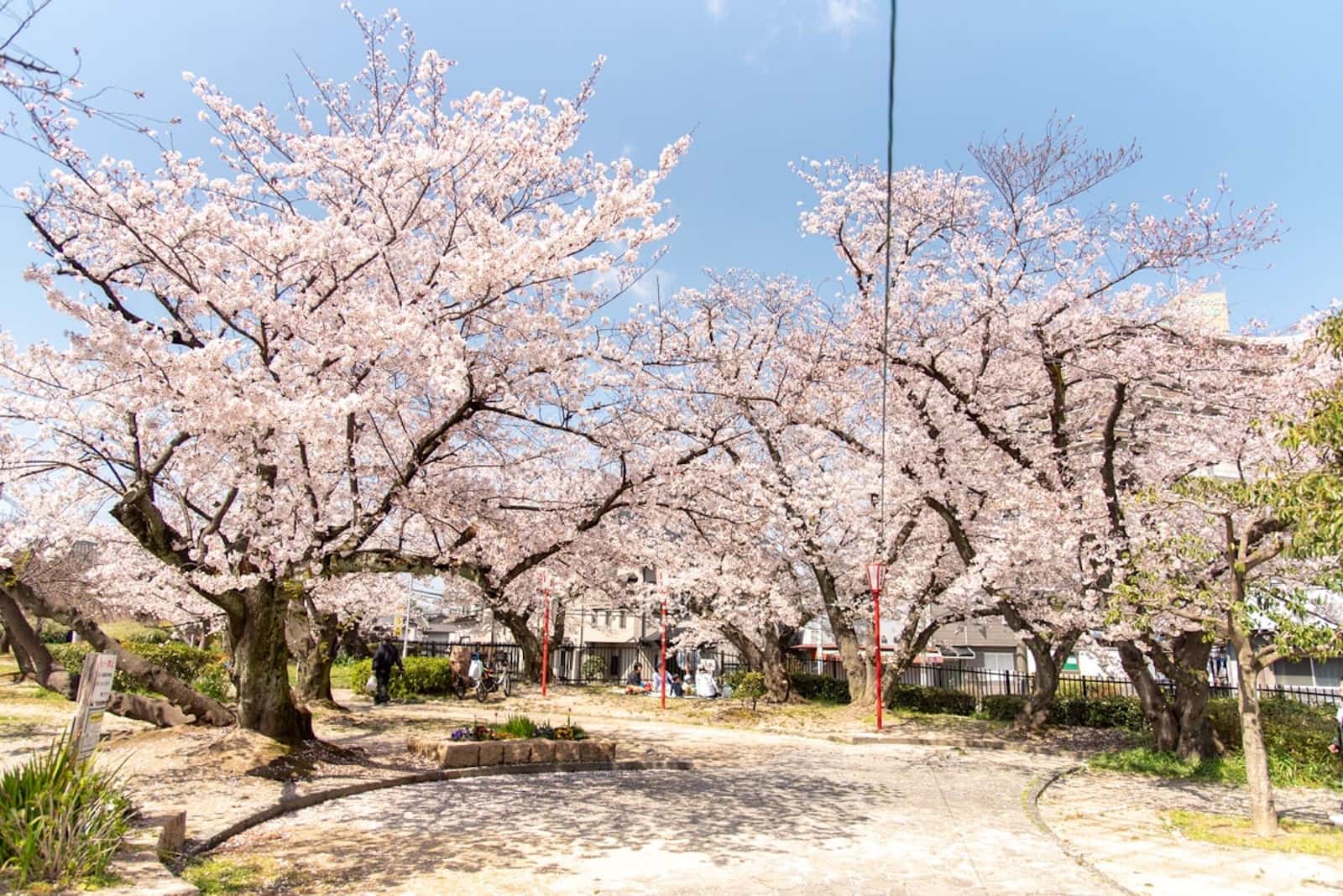見上げて歩く、桜さんぽ。春の枚方のおすすめお花見名所【枚方まとめ】 大阪府枚方市の観光情報誌『ひらいろ』