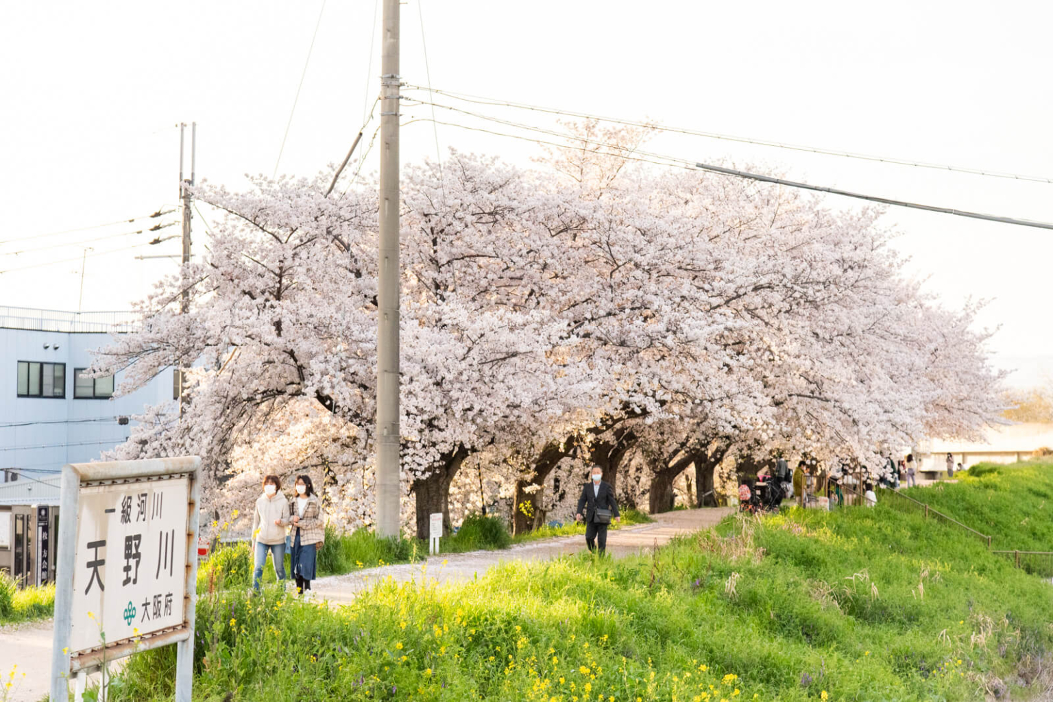 見上げて歩く、桜さんぽ。枚方のおすすめお花見スポット・桜の名所2024【枚方まとめ】 大阪府枚方市の観光情報誌『ひらいろ』