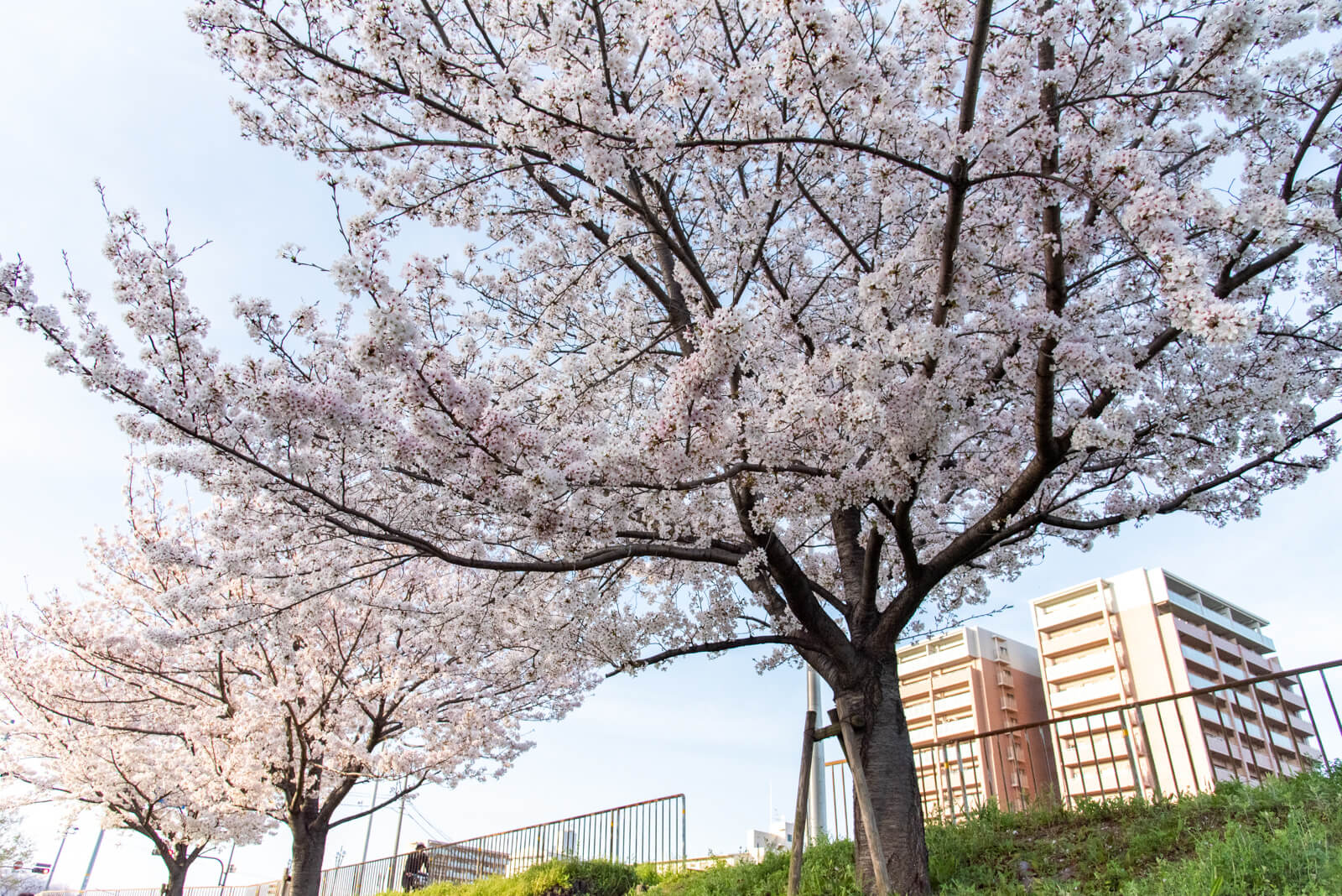 見上げて歩く、桜さんぽ。枚方のおすすめお花見スポット・桜の名所2024【枚方まとめ】 大阪府枚方市の観光情報誌『ひらいろ』
