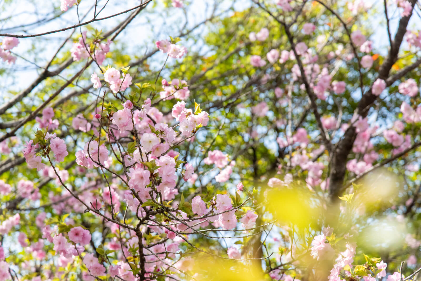 見上げて歩く、桜さんぽ。枚方のおすすめお花見スポット・桜の名所2024【枚方まとめ】 大阪府枚方市の観光情報誌『ひらいろ』