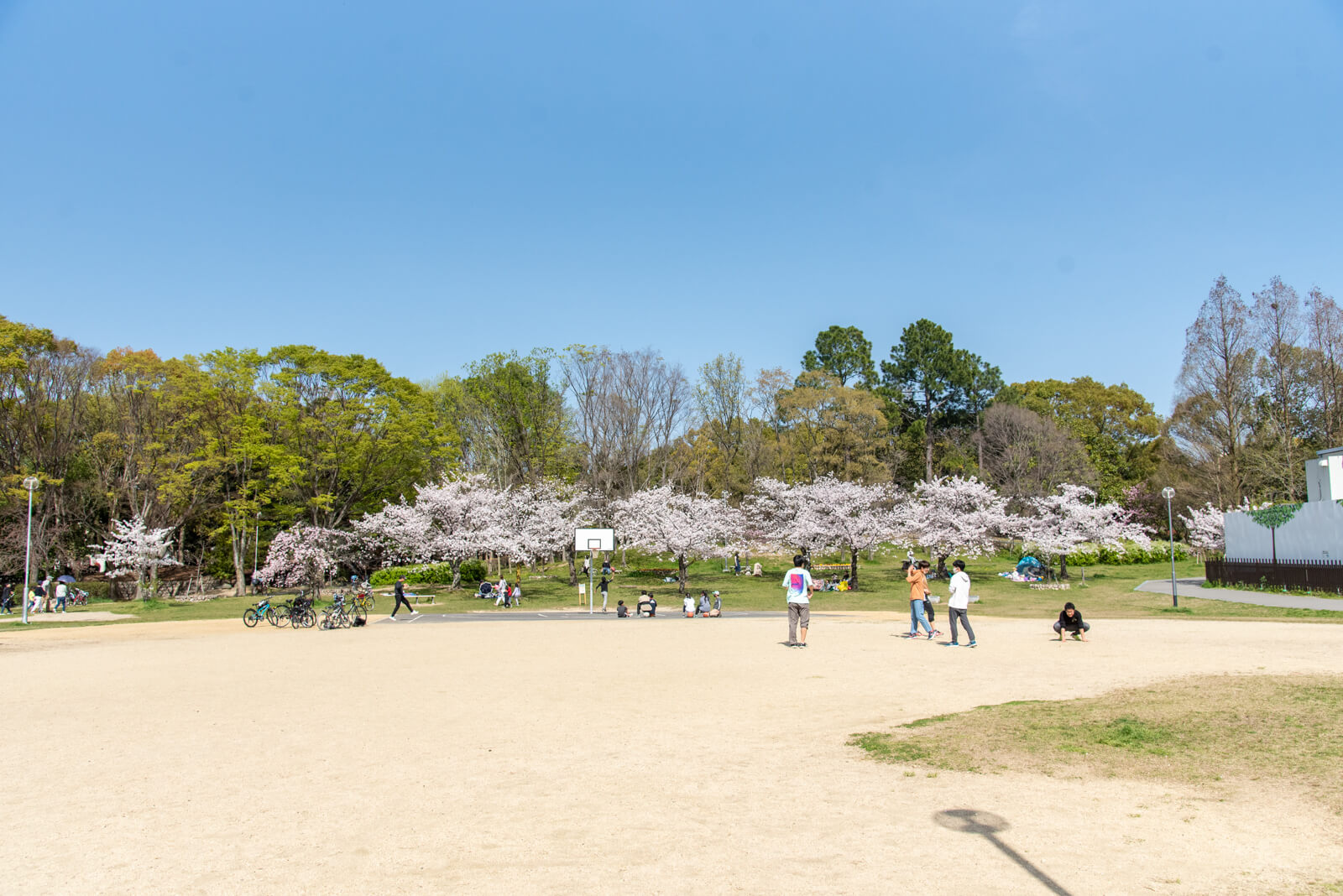 見上げて歩く、桜さんぽ。枚方のおすすめお花見スポット・桜の名所2024【枚方まとめ】 大阪府枚方市の観光情報誌『ひらいろ』