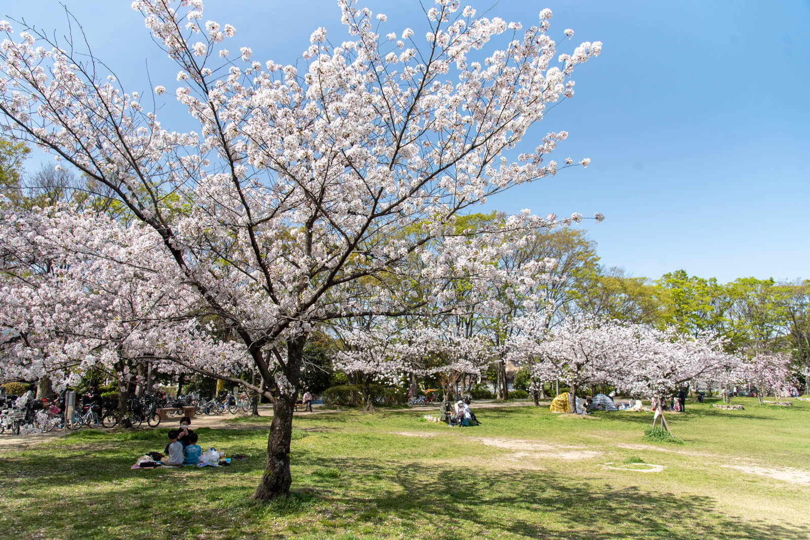 見上げて歩く、桜さんぽ。枚方のおすすめお花見スポット・桜の名所2024【枚方まとめ】 大阪府枚方市の観光情報誌『ひらいろ』