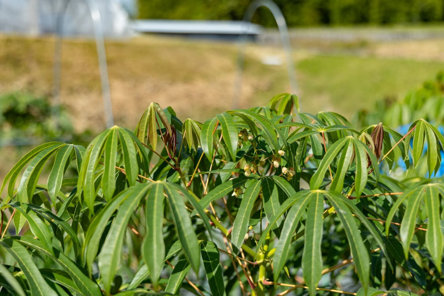 Mani farm | 大阪府枚方市の観光情報誌『ひらいろ』